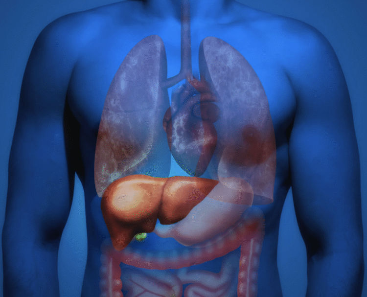 EL HÍGADO: QUÉ HACE, ALTERACIONES Y CÓMO MANTENERSE SANO | VirtualMD ...